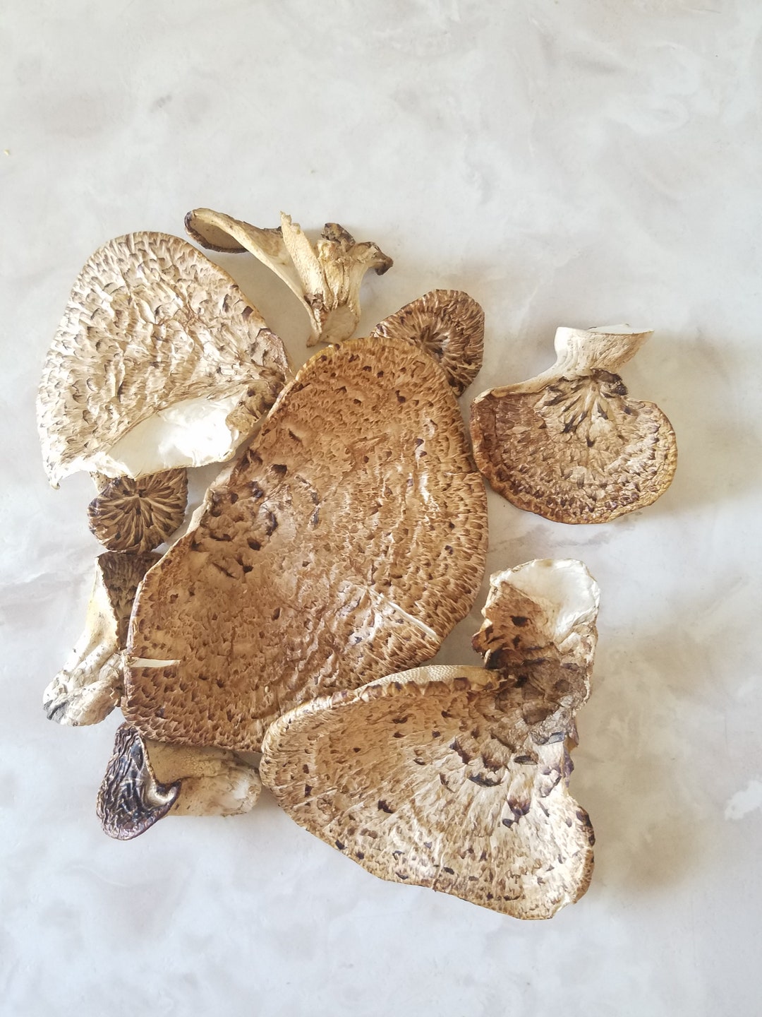 Dryad Saddles Aka Pheasant Back Dried Wild - Etsy