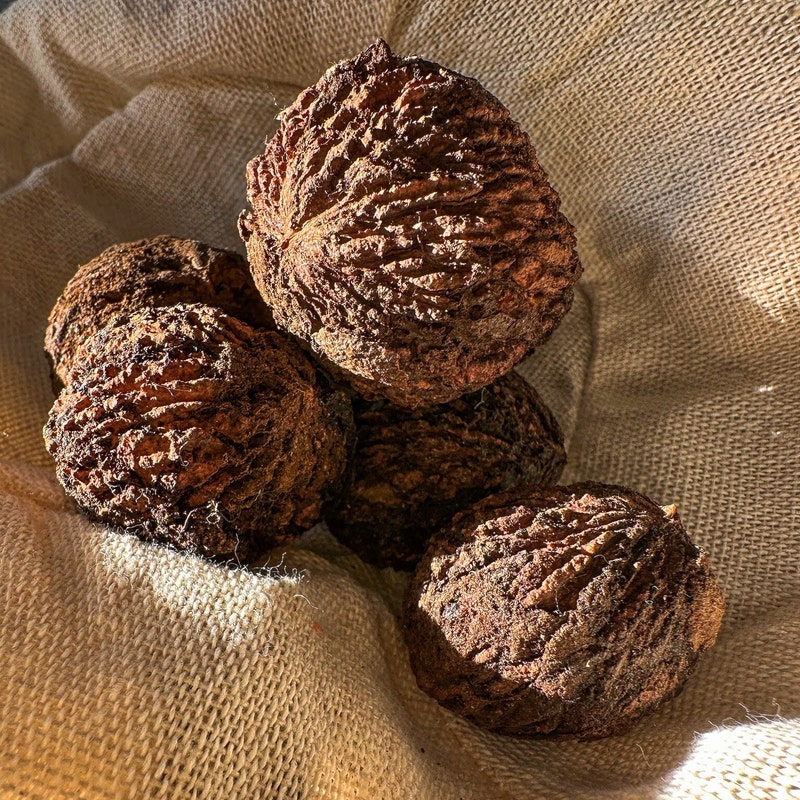 Black Walnut Shells - Etsy