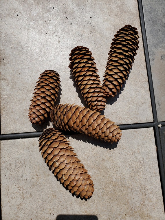 Pine Cone Seeds