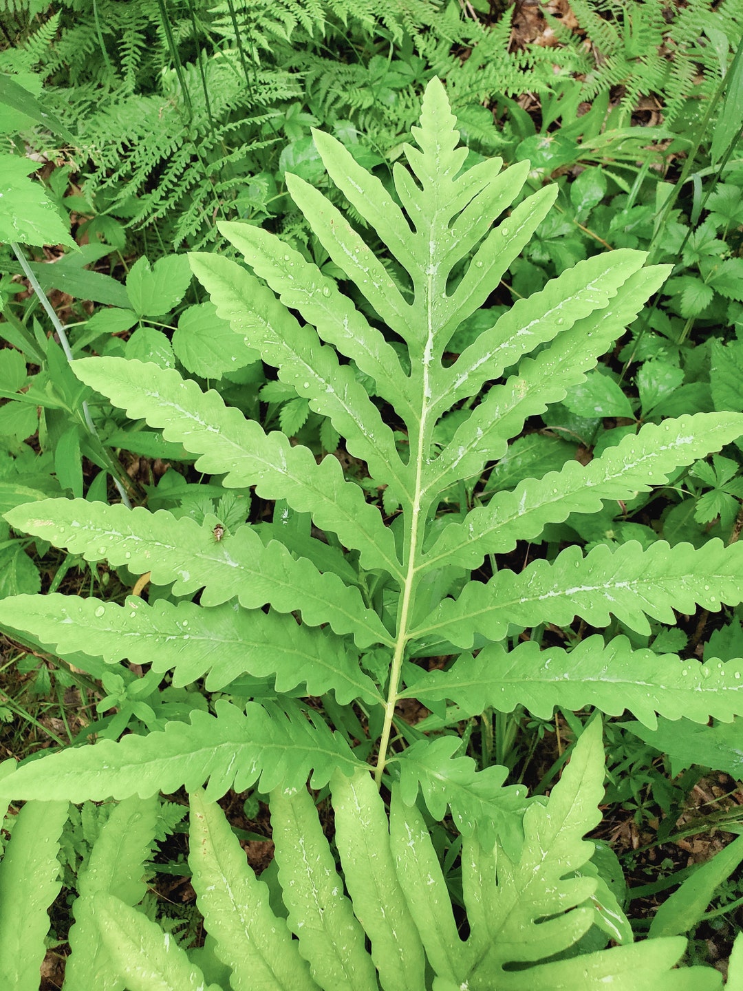 5 Sensitive Fern Bare Roots, Onoclea Sensibilis, Bead Fern, Perennial ...
