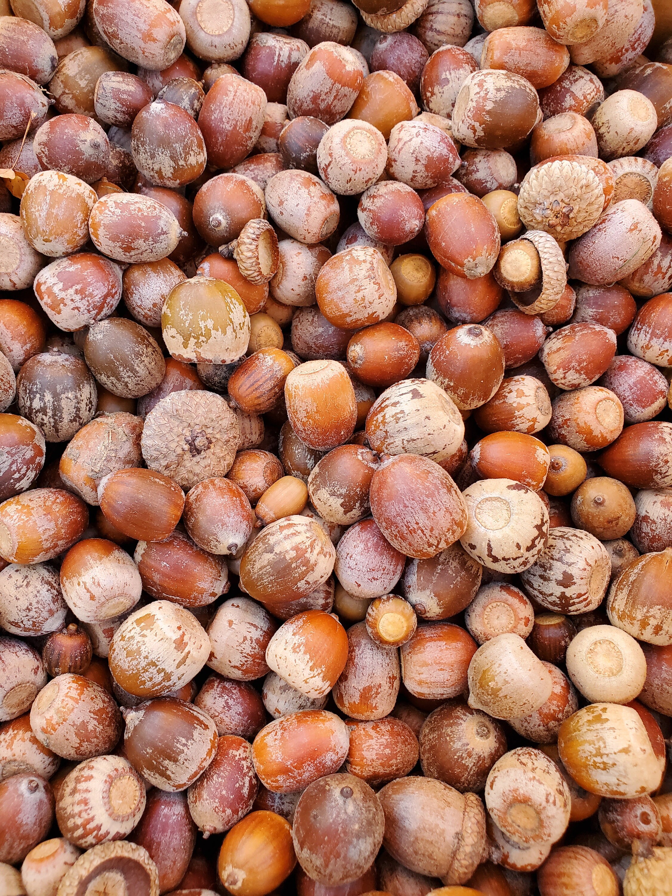 Acorns NO Caps 100 Acorns Real Acorns - Etsy