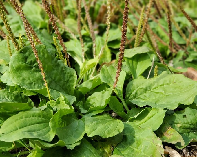 Bare Roots of 10 - Plantago Major, Broadleaf Plantain, White Man's Foot ...
