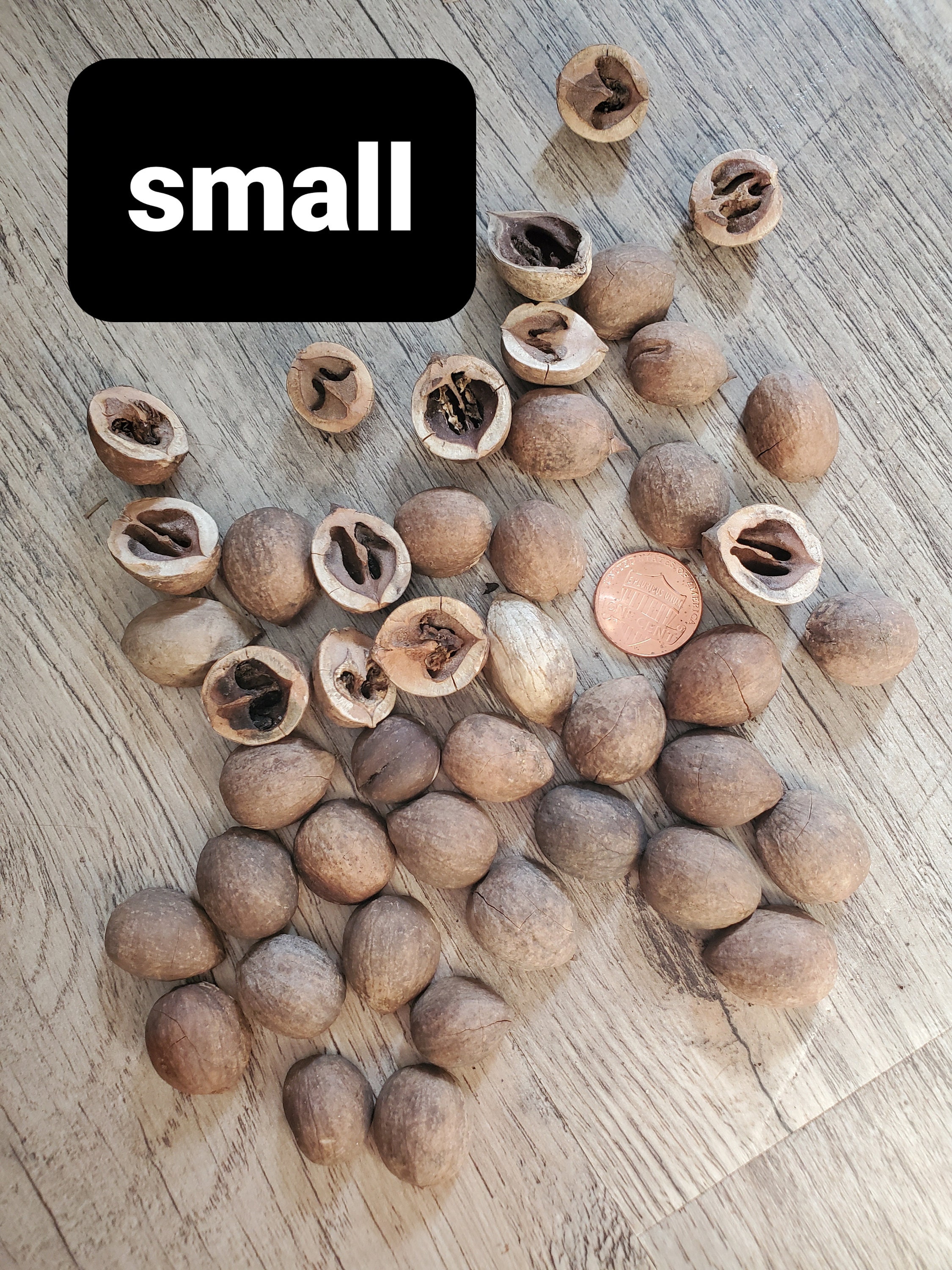 20 Walnut Shells Halves - Etsy