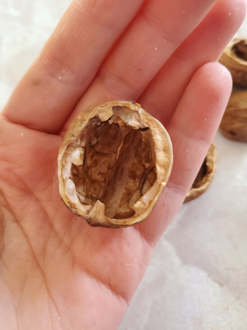 20 Walnut Shells Halves | Etsy