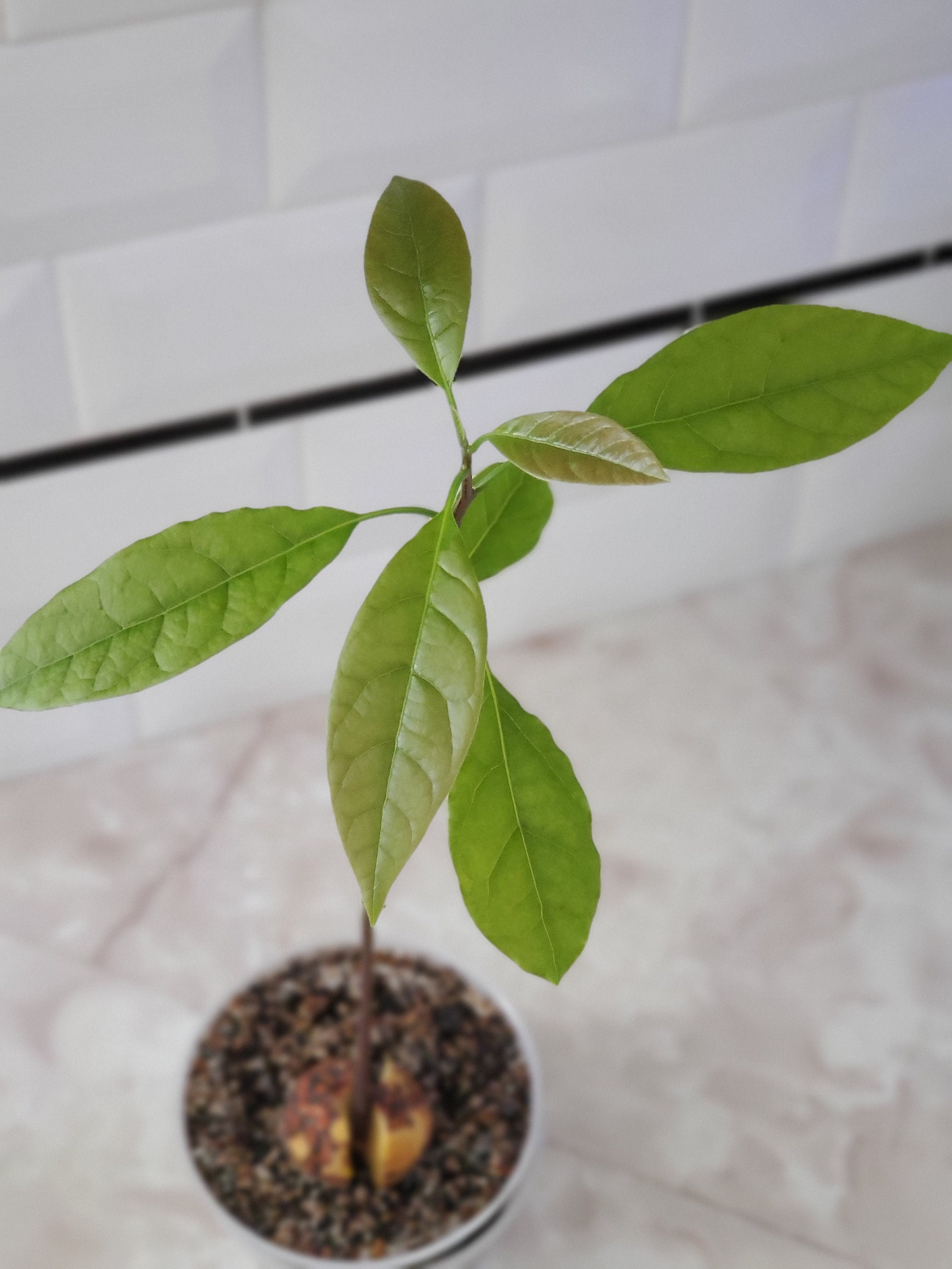 Young Avocado Tree