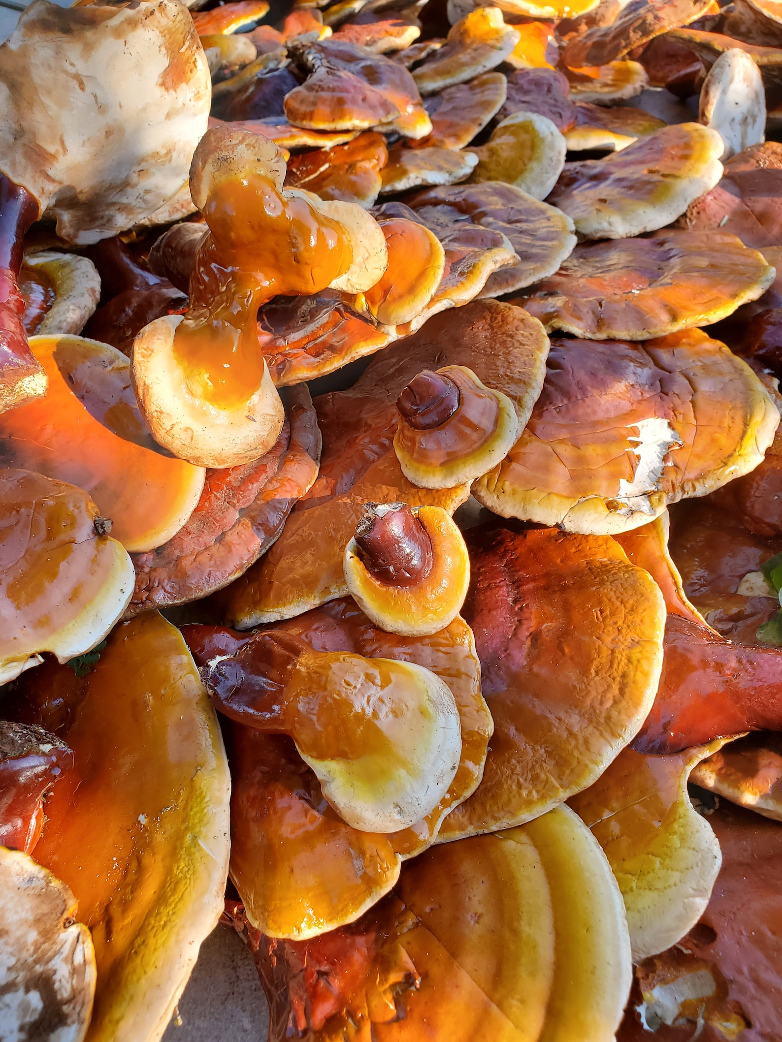 WILD Reishi Whole/sliced Lingzhi Ganoderma Lingzhi - Etsy