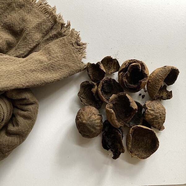 Black Walnut Shells - Etsy