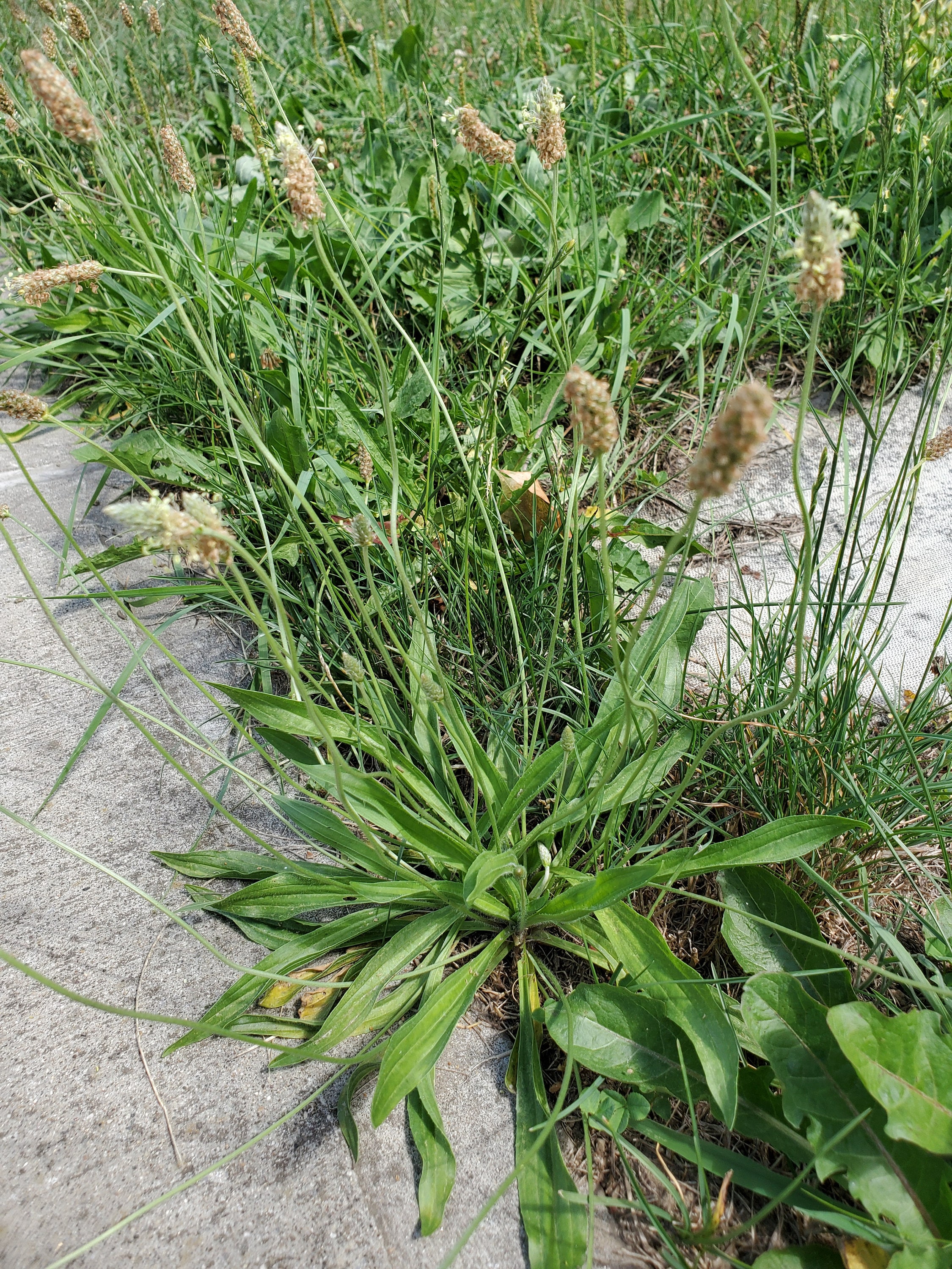 English Plantain Weed