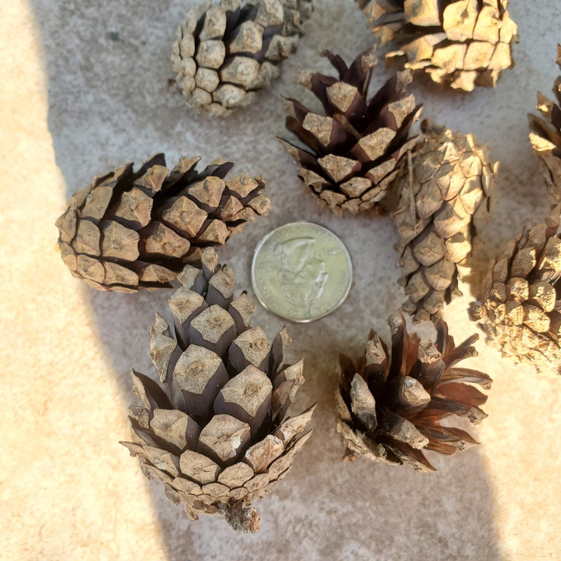 Pinecone Wedding - Etsy