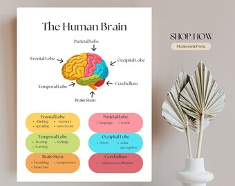 Brain Anatomy Labeled Poster Print Psychology Wall Art - Etsy