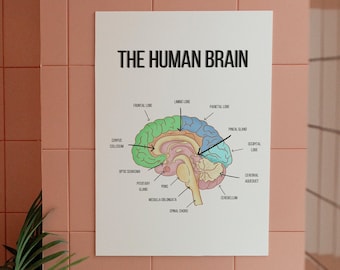 How Trauma Affects the Brain, Trauma and the Brain, Brain Anatomy ...