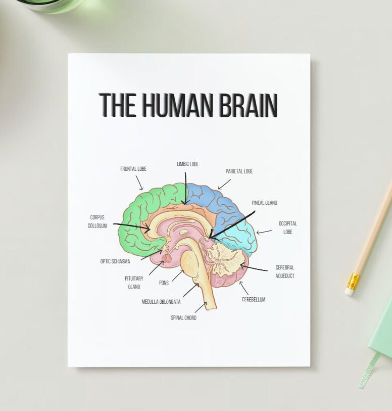 Brain Anatomy Poster Print Psychology Wall Art - Etsy