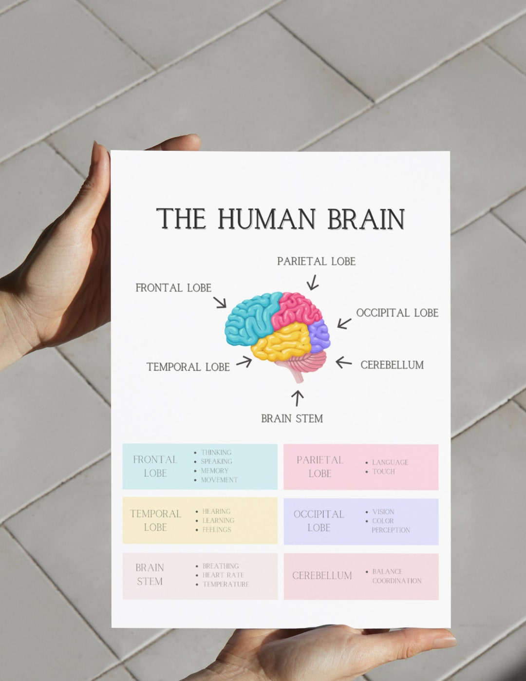 Brain Anatomy Poster Print Psychology Wall Art School Psychologist ...