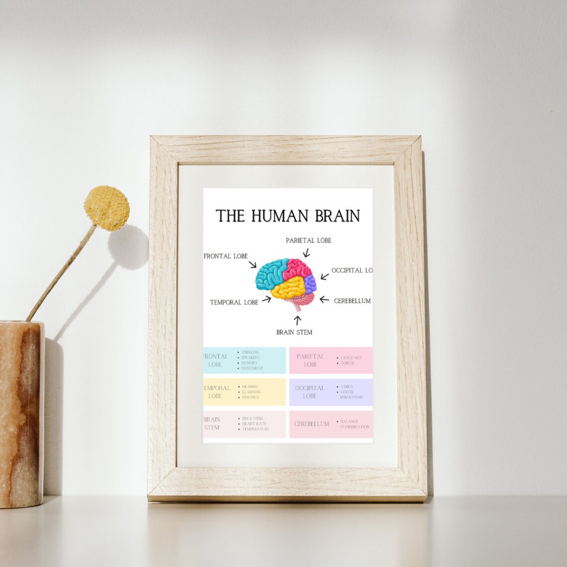 Brain Anatomy Poster Print Psychology Wall Art School Psychologist ...