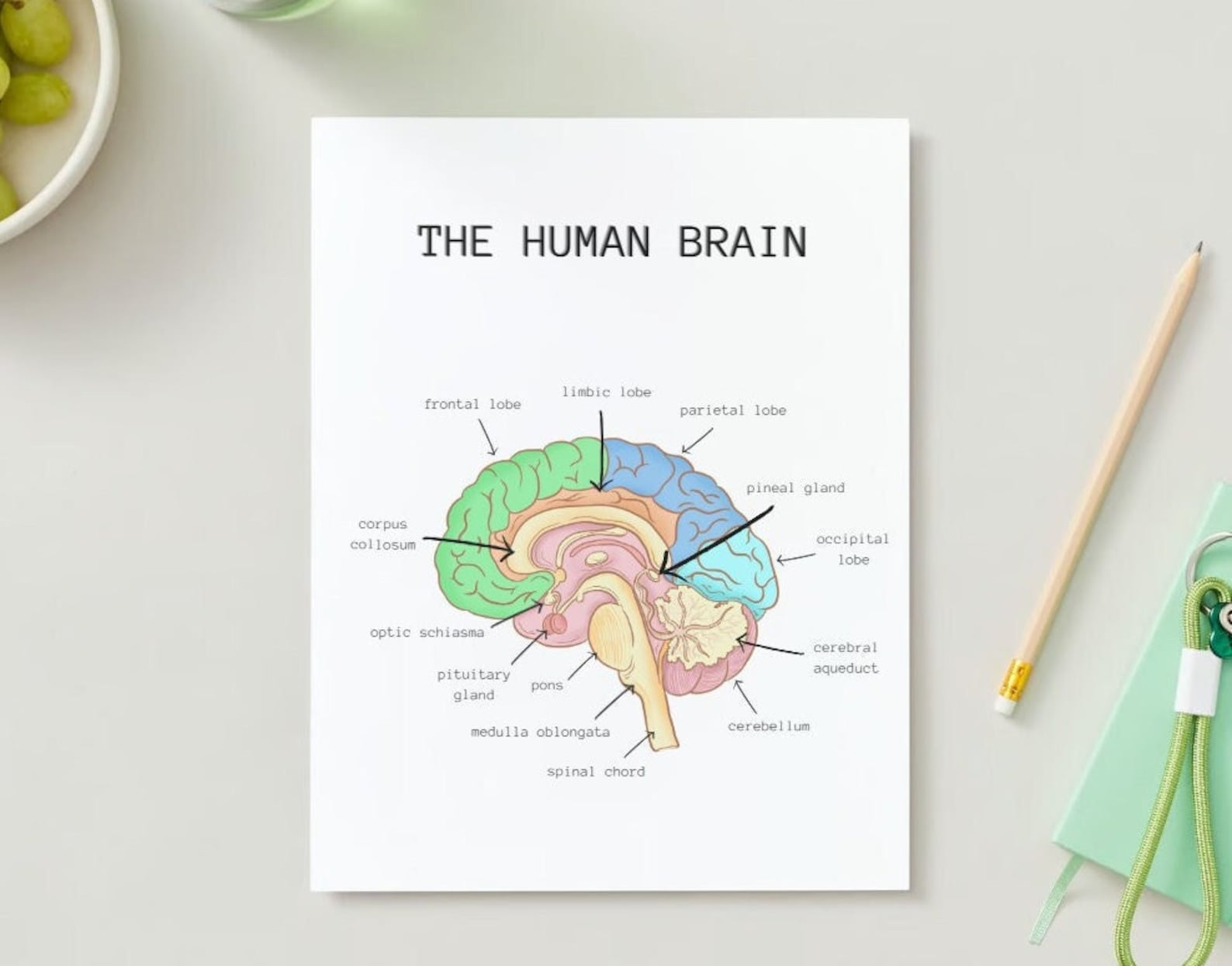 Brain Anatomy Labeled Poster Print Psychology Wall Art - Etsy