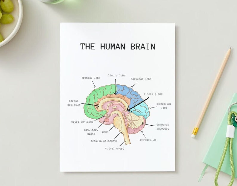 Brain Anatomy Labeled Poster Print Psychology Wall Art - Etsy