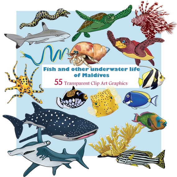 DIGITAL DOWNLOAD Clipart of 55 Beautiful Colorful Fish and - Etsy