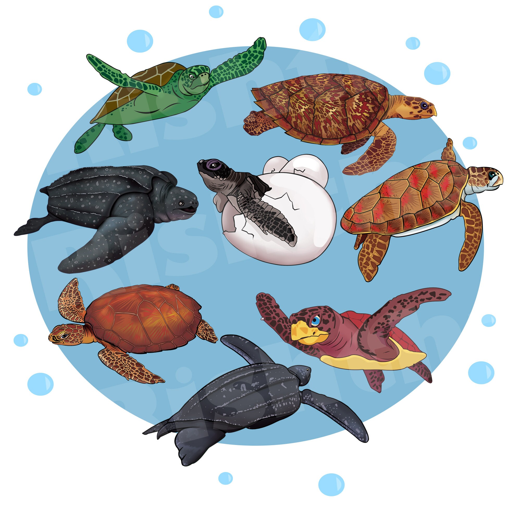 DIGITAL DOWNLOAD Clipart of 55 Beautiful Colorful Fish and Seashells ...