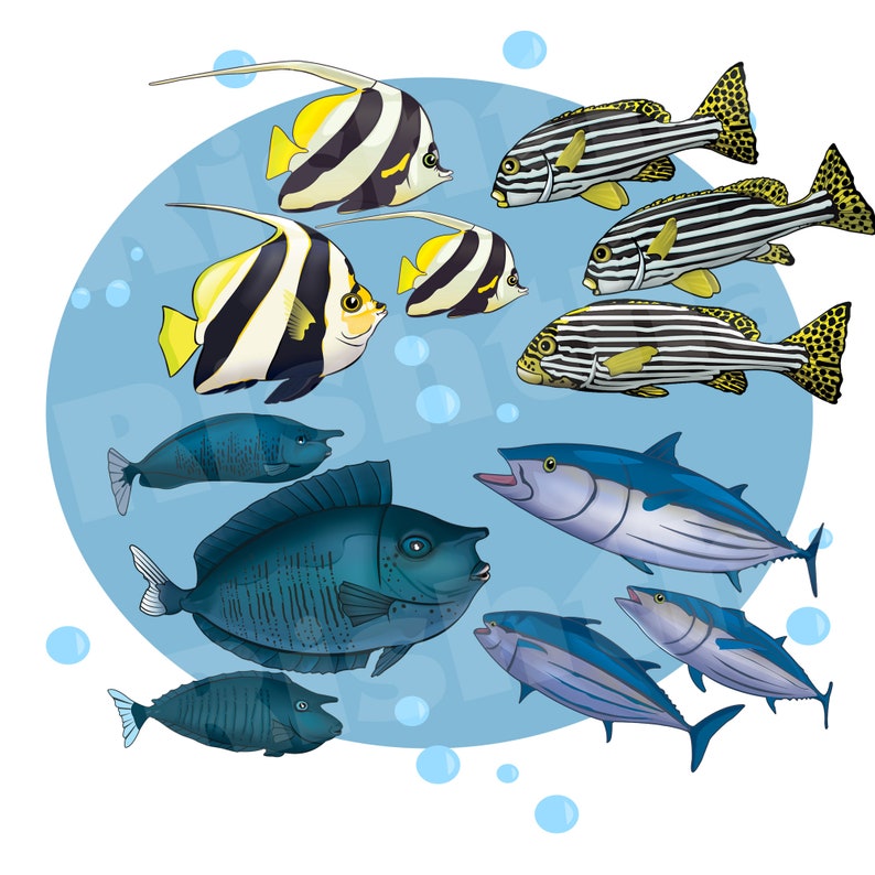 DIGITAL DOWNLOAD Clipart of 55 Beautiful Colorful Fish and Seashells ...