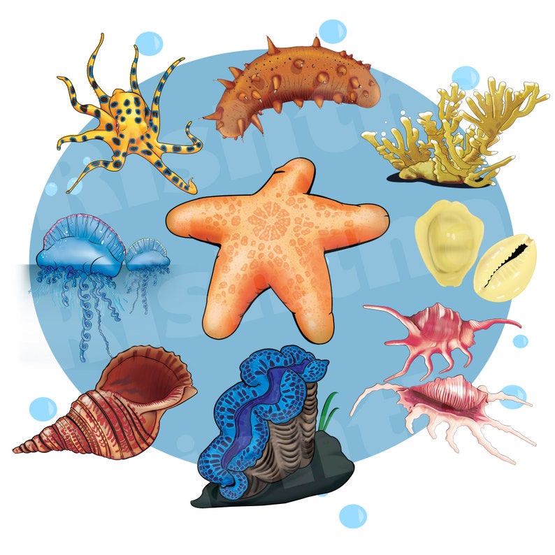 DIGITAL DOWNLOAD Clipart of 55 Beautiful Colorful Fish and Seashells ...