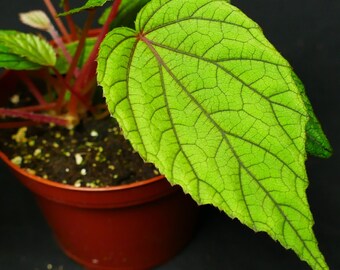 Begonia Rare - Etsy