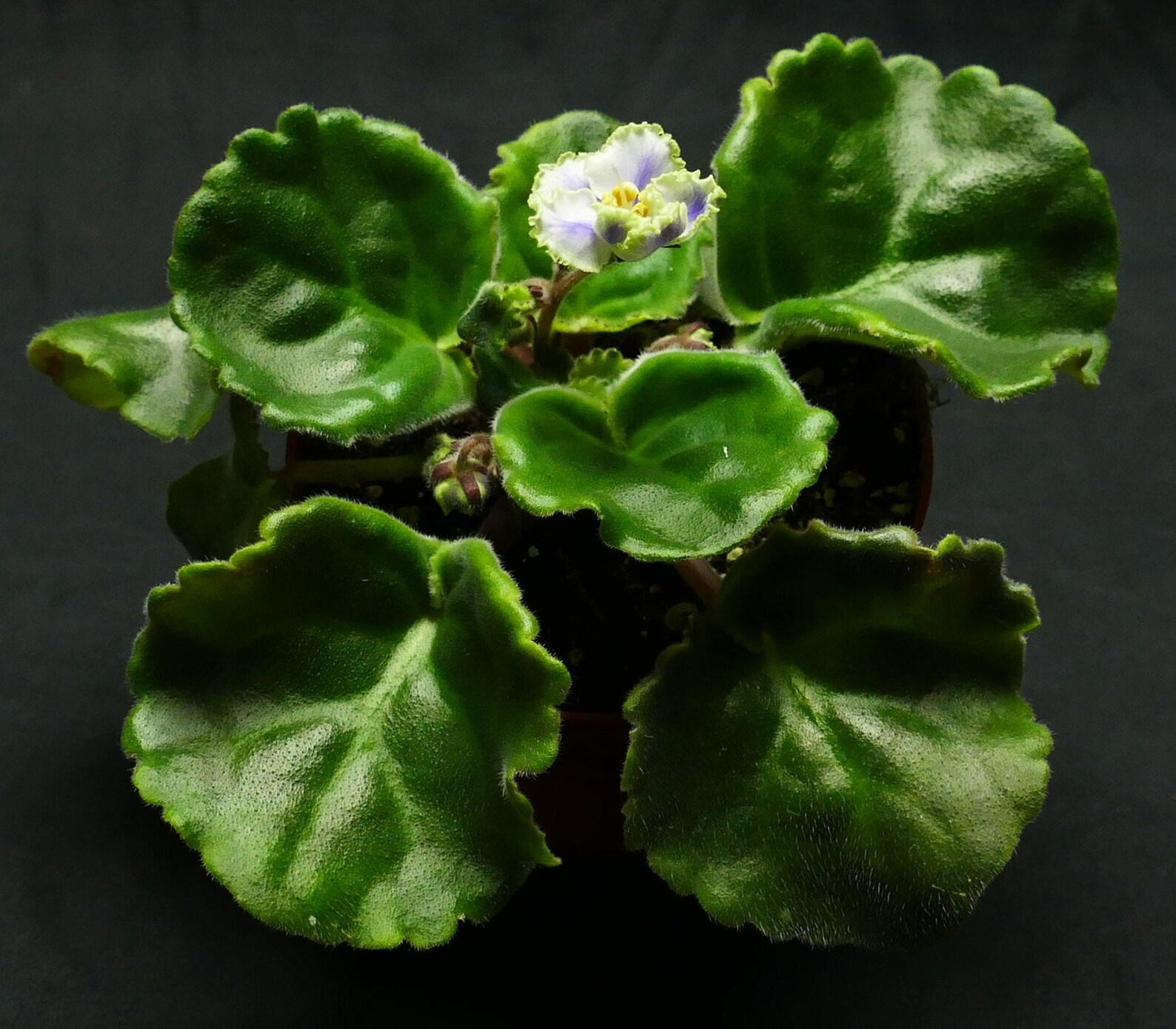 African Violet Kei Yoki Standard 4 Pot Live Plant Etsy Finland