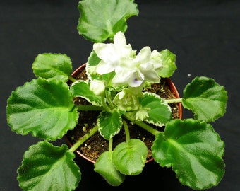 African Violet Frozen in Time - Etsy