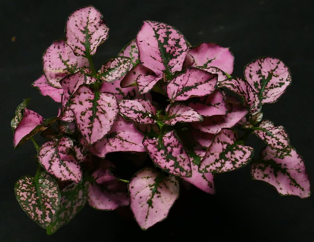 Hypoestes Phyllostachya 'splash Rose' polka Dot - Etsy