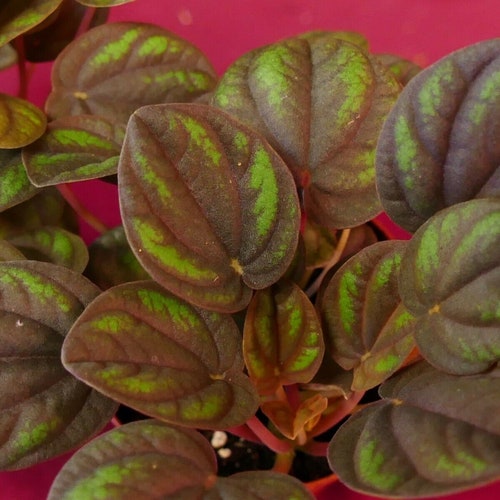 Begonia monica | Etsy