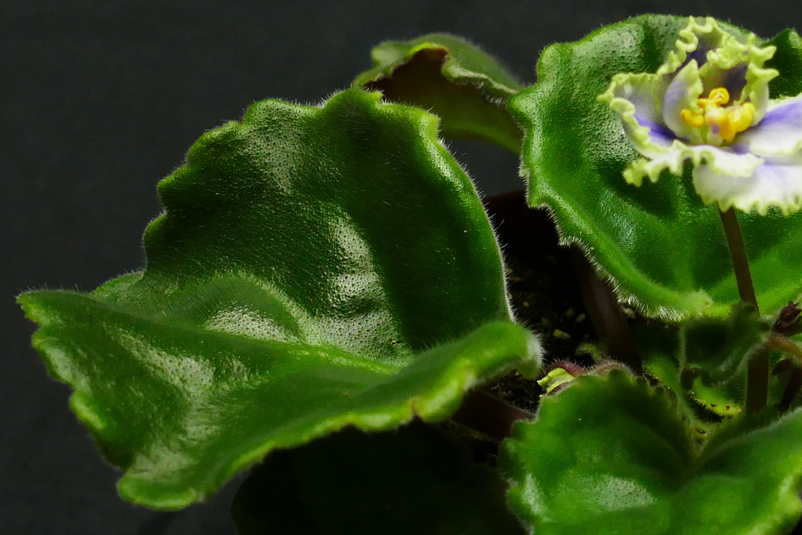 African Violet Kei Yoki Standard 4 Pot Live Plant Etsy Finland