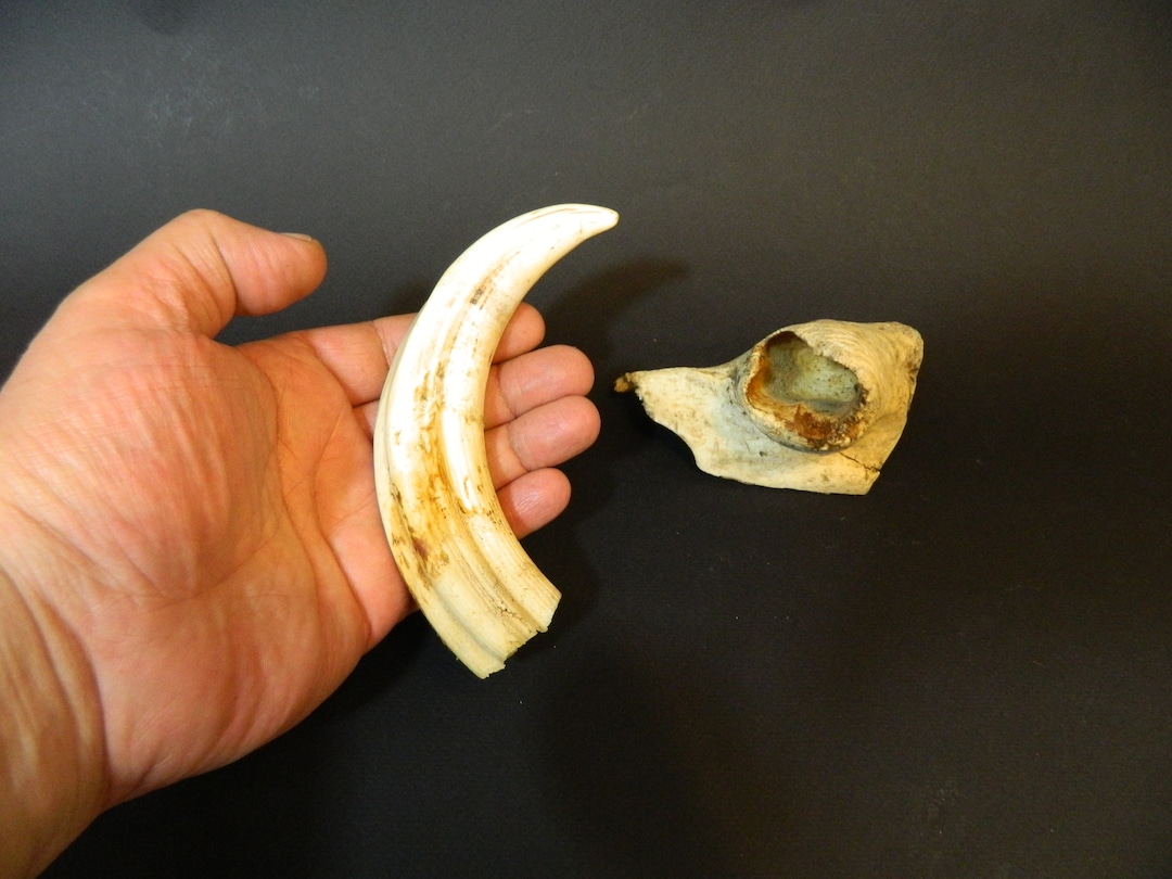 Grande,Insolite,Defense,dent,sanglier, inserée dans une partie de la ...