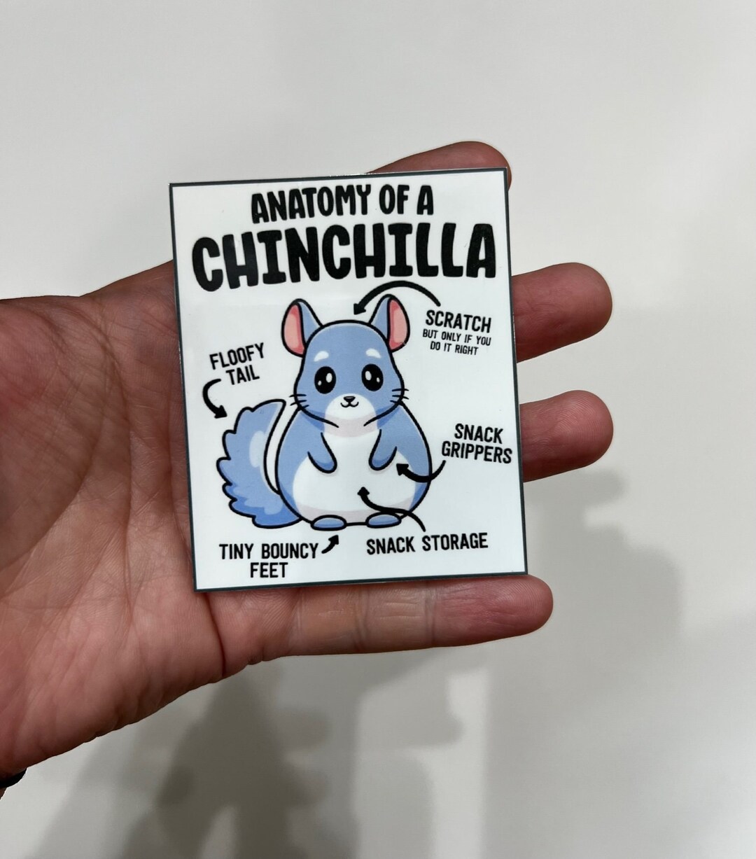 Anatomy of a Chinchilla Sticker, Funny Chinchilla Sticker, Cute ...