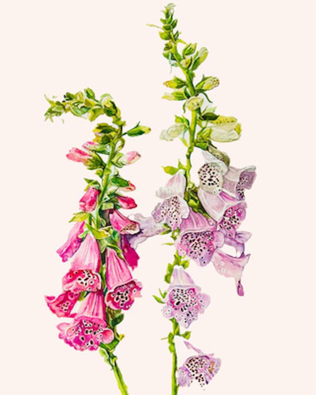 Foxgloves ~ Original Watercolor Painting ~ SOLD ~ Prints Available ...