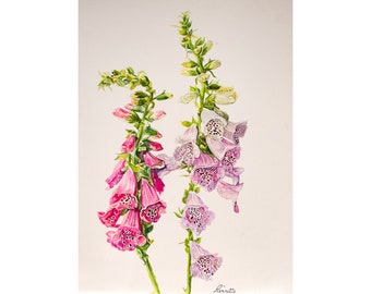 Foxglove Watercolor - Etsy