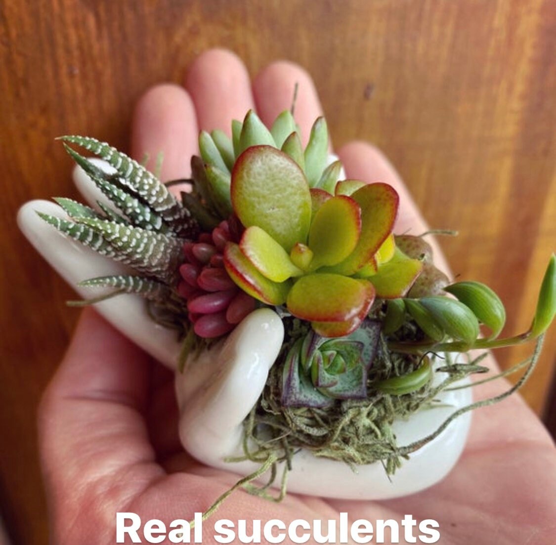 Handful of succulents | Etsy