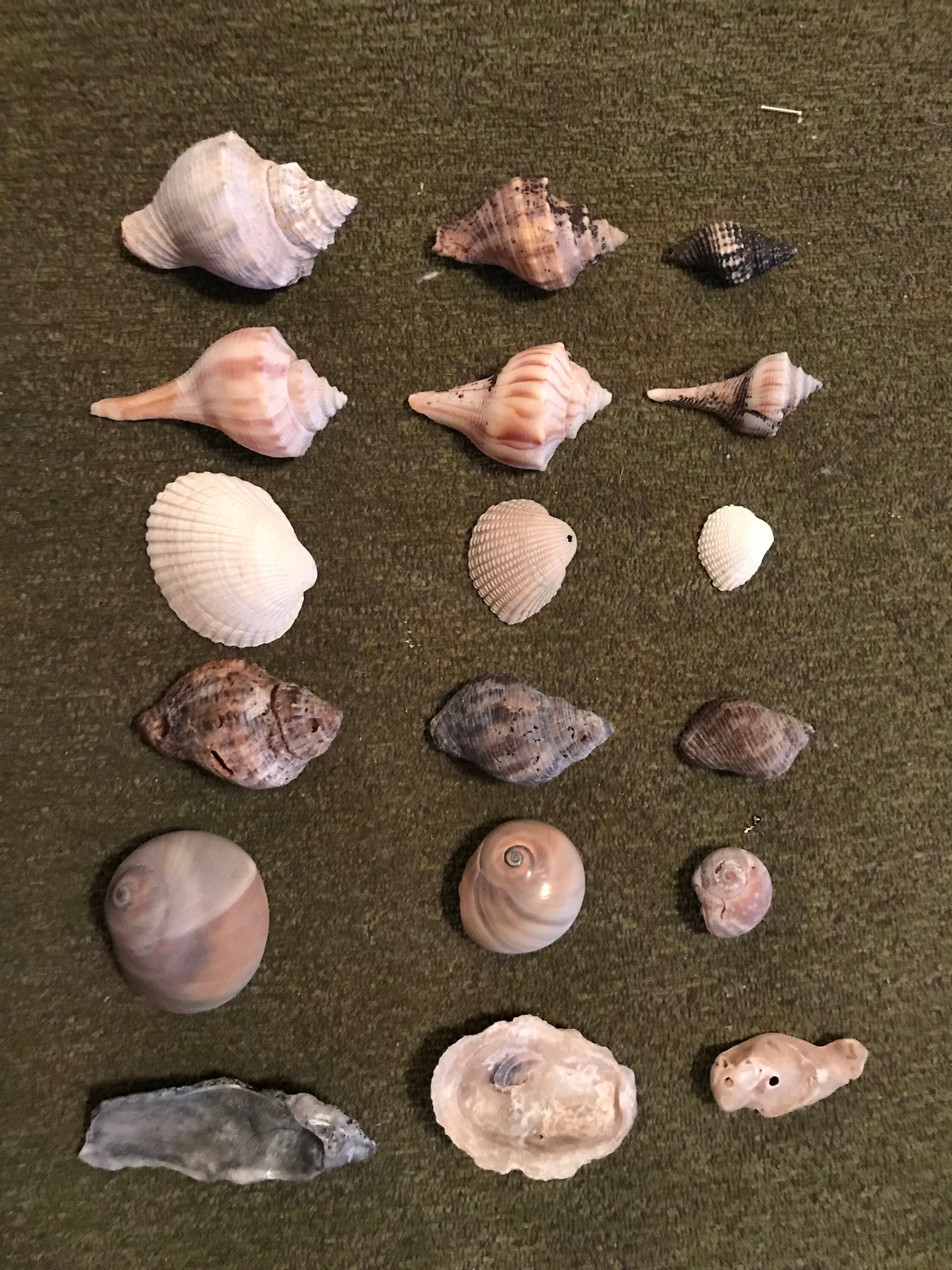 Simple gran caparazón y collar de cordón - Etsy España