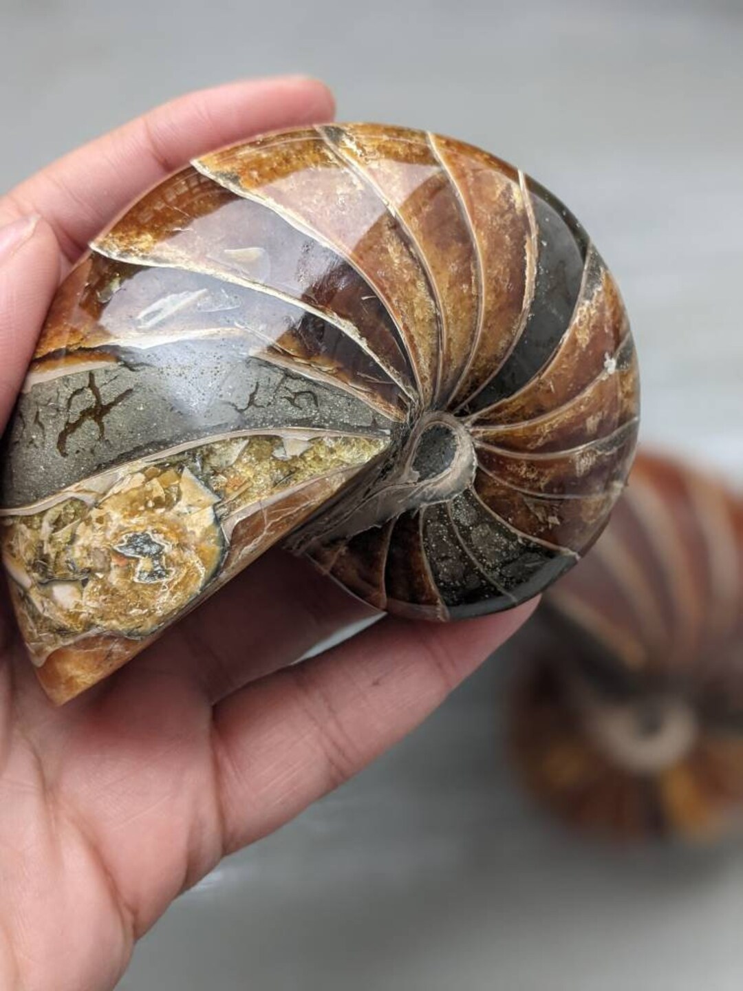Large Ammonite Fossil - Natural Ancient Spiral Shell for Home Decor ...