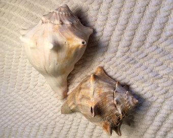 Weathered Shells - Etsy