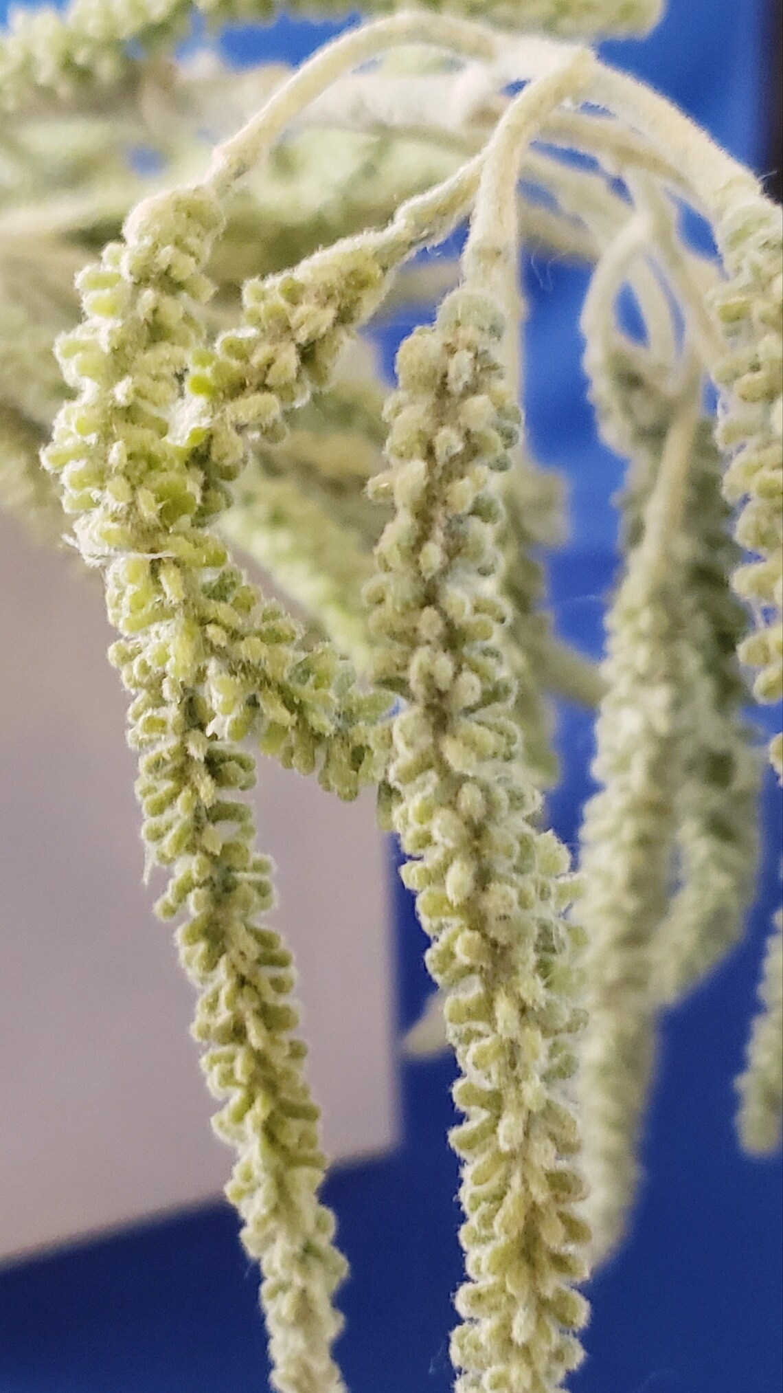 Sage Green/catkin/spray/greenery/floral Design/craft | Etsy
