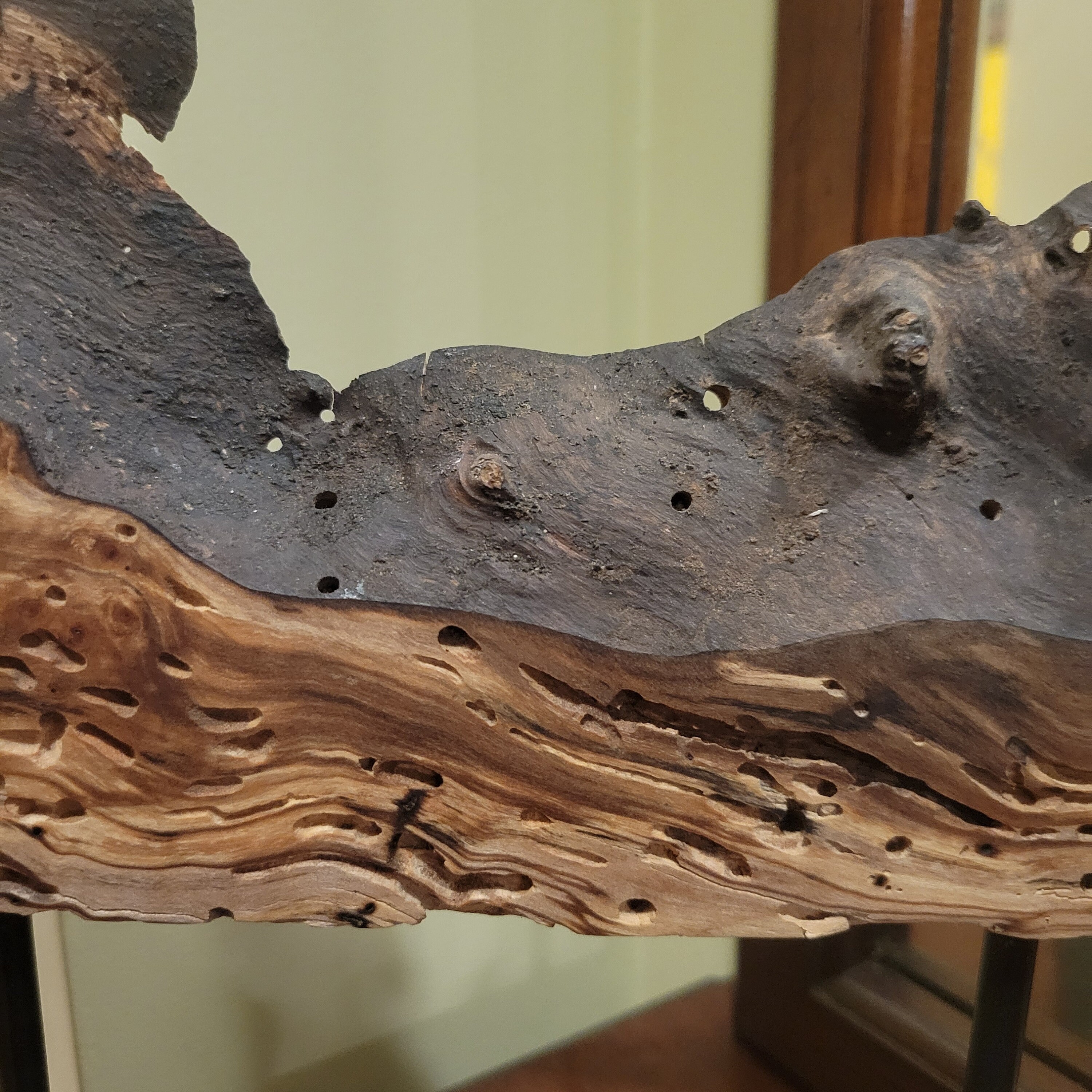 Live Edge Wormy & Burly Apple Wood Slab Sculpture - Etsy
