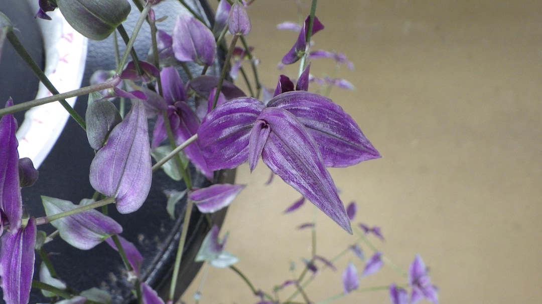 Cuts - Multiflora Gibasis Pellucida - "purple Tahitian Bridal Veil ...