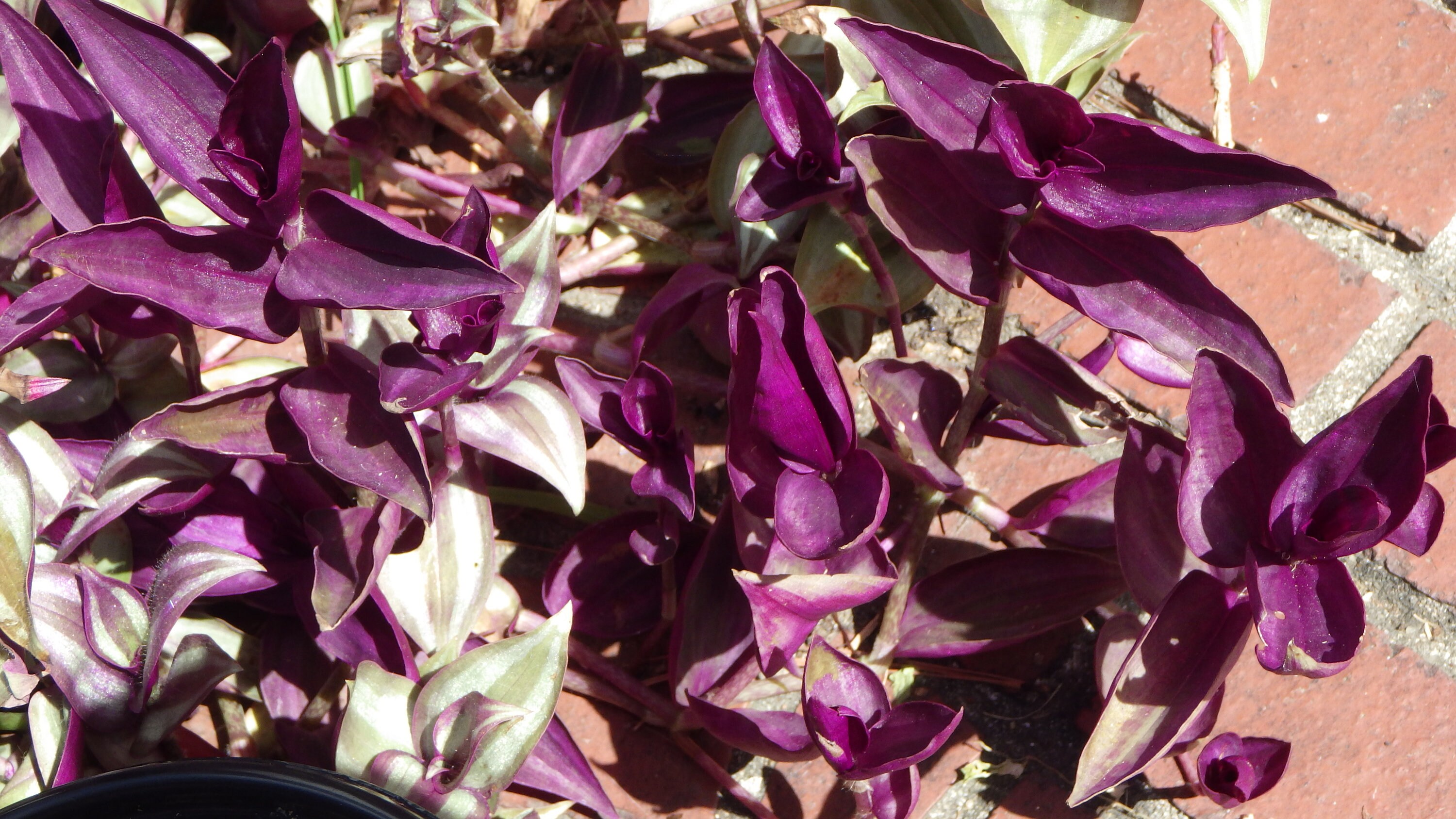 Cuts Tradescantia Zebrina burgundy / Red Gem - Etsy