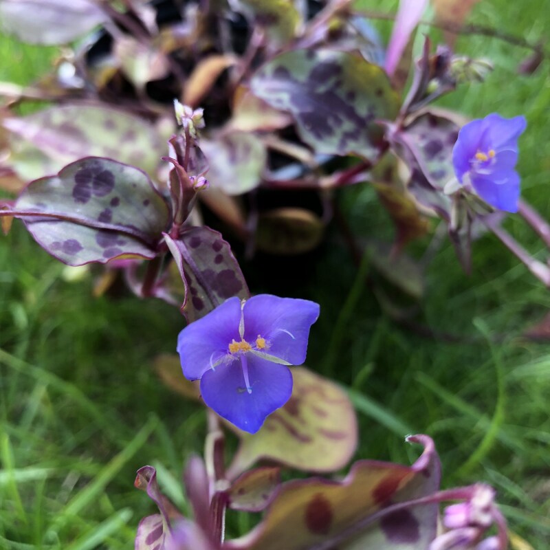 Wandering Jew - Etsy