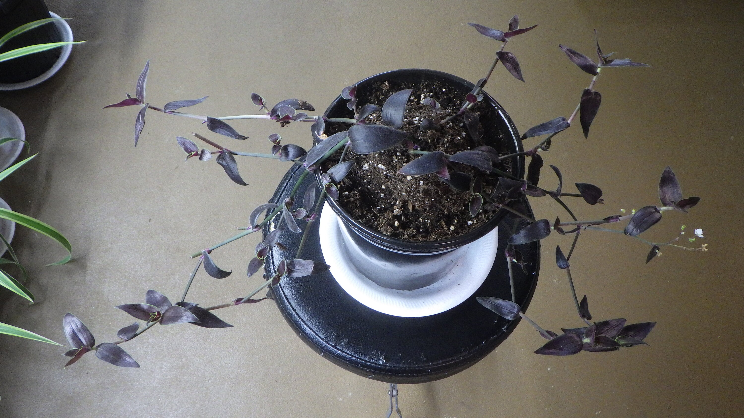 4 Pot Tradescantia Gibasis José Puig | Etsy