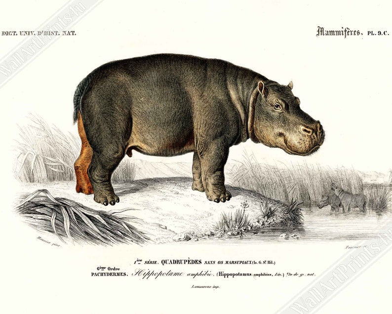 Vintage Hippo Art Print: Charles Dessalines, 1849 - Etsy