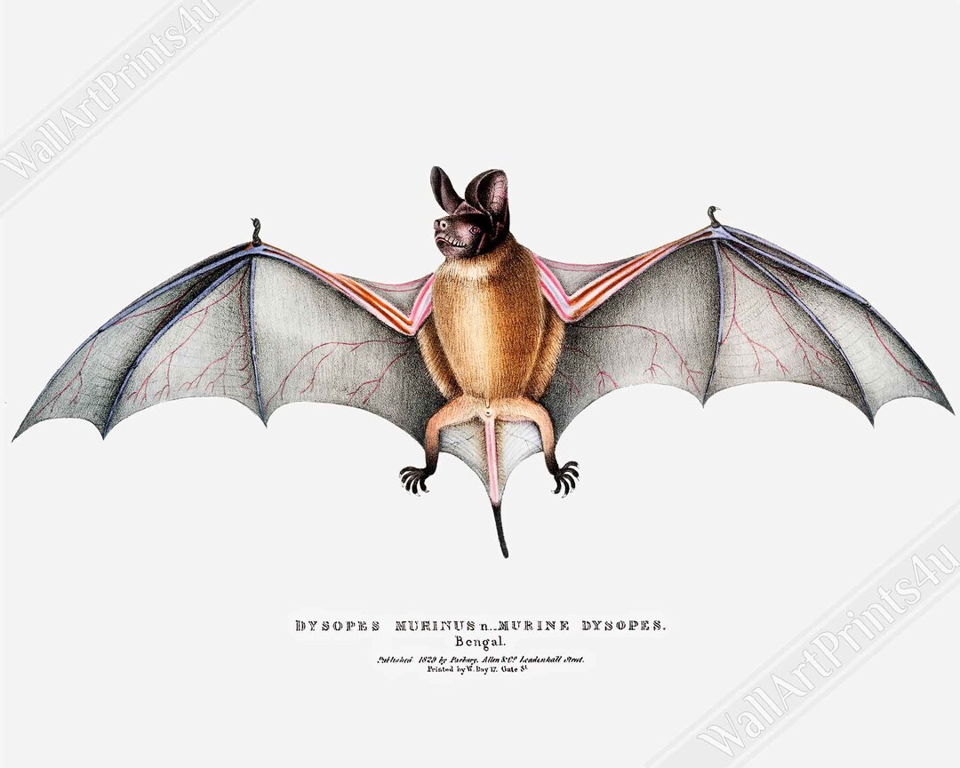 Vintage Parti-colored Bat Poster: 1829 Illustration - Etsy