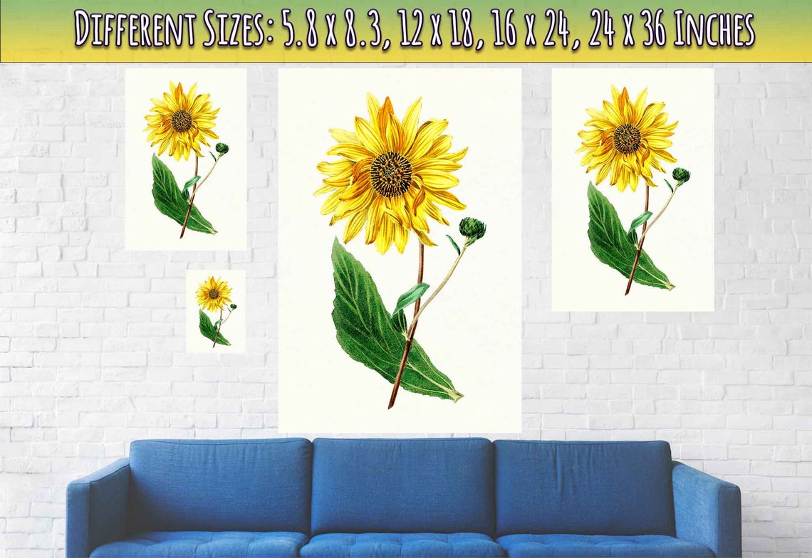 Vintage Sunflower Poster Hand Drawn Biodiversity Heritage | Etsy