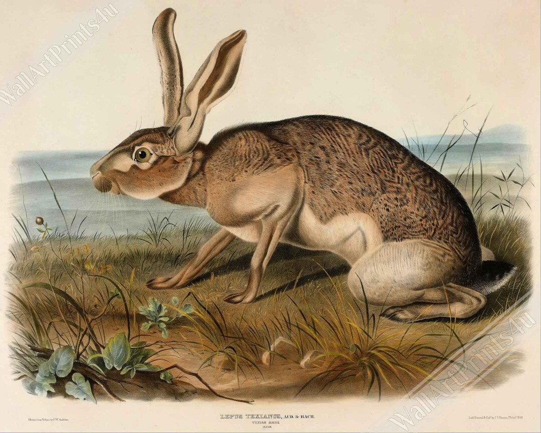 Vintage Hare Poster, John Audubon, Vintage Texian Hare Art - Vintage ...