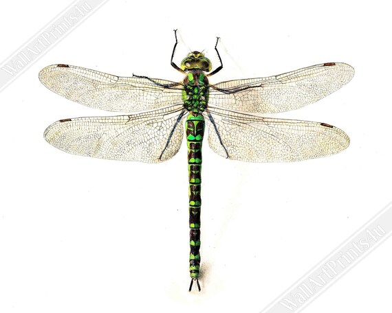 Dragonfly Poster Giant Dragonfly Print Vintage Dragonfly - Etsy