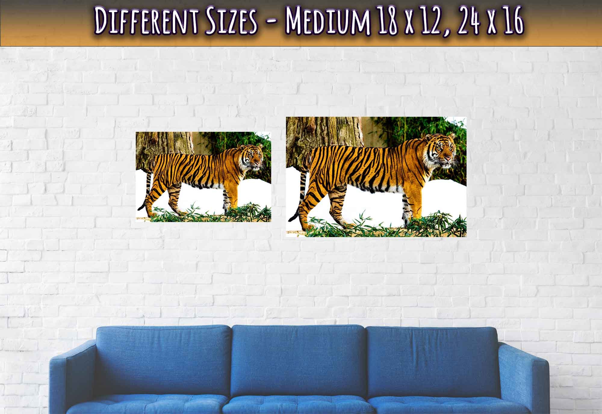 Tiger Poster Sumatran Tiger Smithsonian National Zoo 2009 UK - Etsy